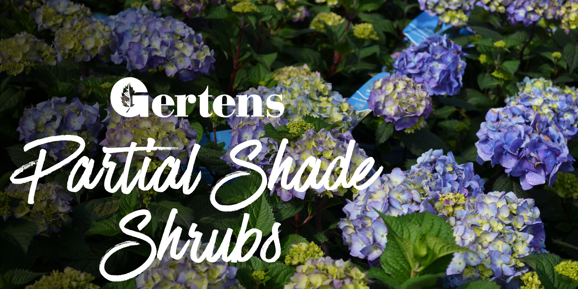 Partial Shade Shrubs - Shrubs - Trees & Shrubs