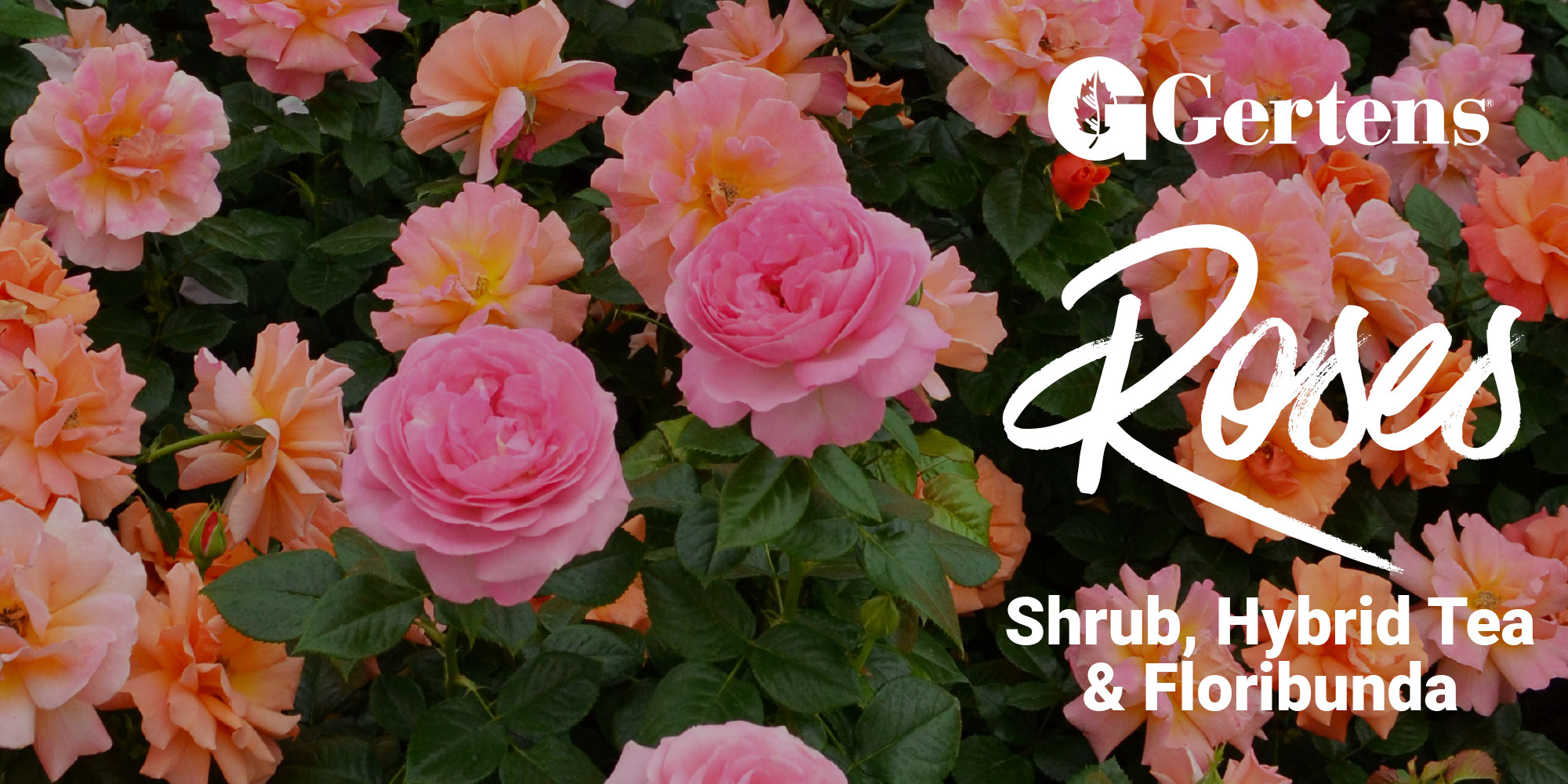 Rose Plants | Gertens