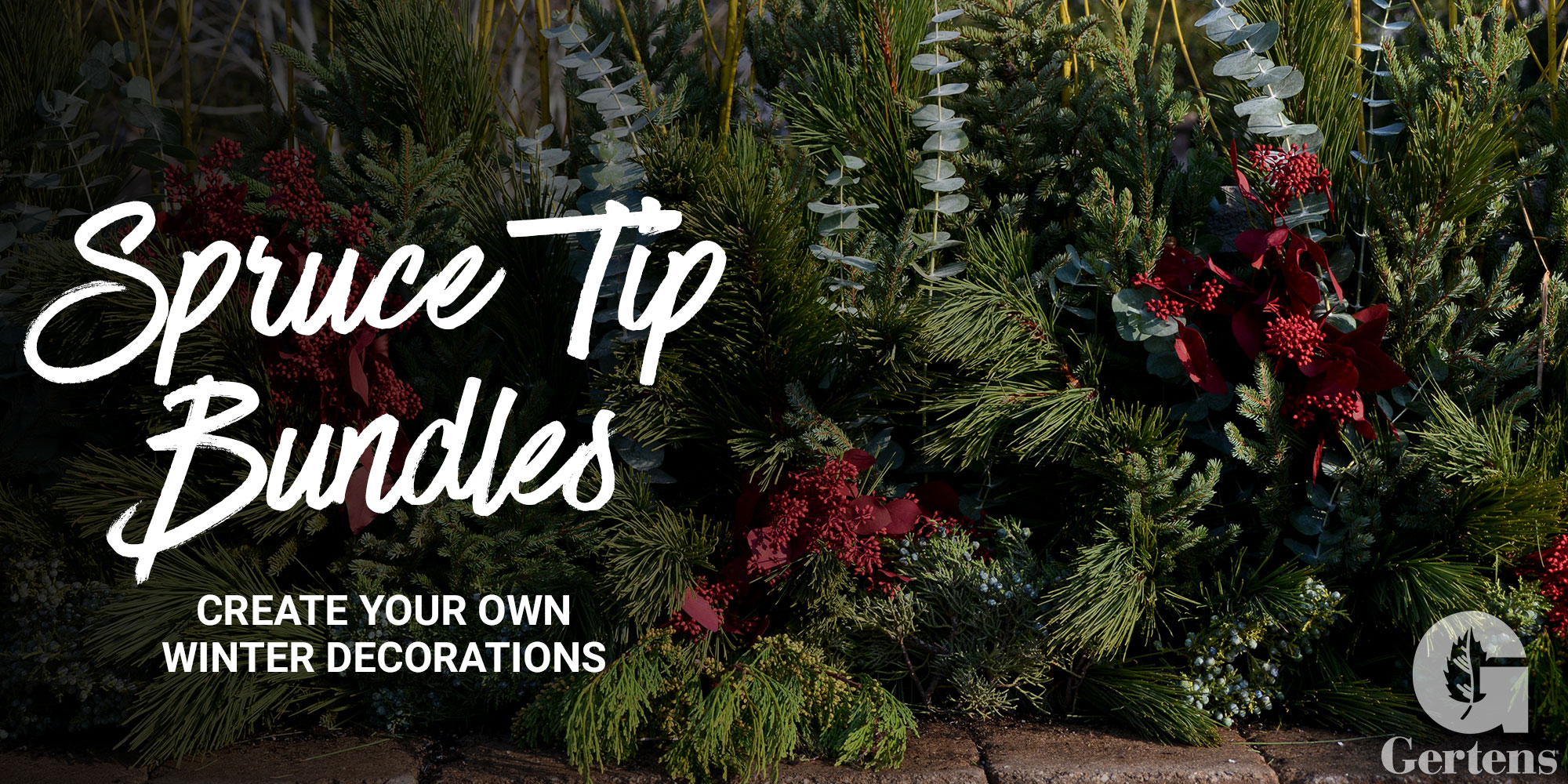 Spruce Tips | Gertens | Gertens Garden Center