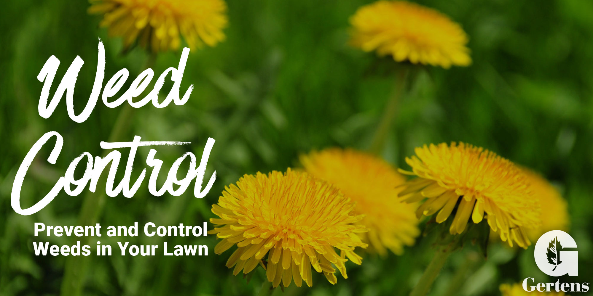 Lawn Weed Control | Lawn Weed Killers and Prevention | Gertens