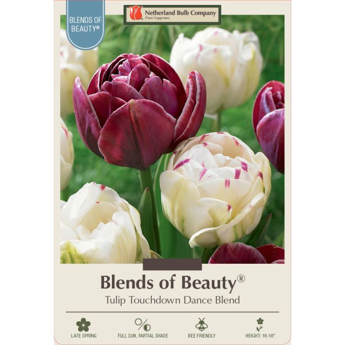 Tulipa Assortment, Late Double Tulip 'Touchdown Dance' | Gertens Garden ...