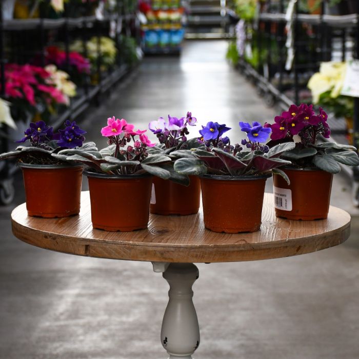 African Violet 'Gerten Grown' | Gertens Garden Center