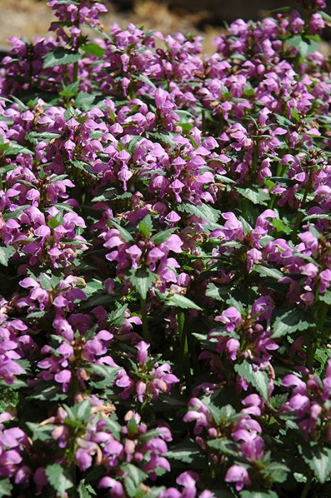 lamium beacon silver