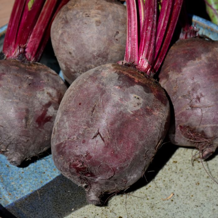 Beet Dark Red | Gertens Garden Center