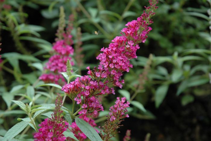raspberry buddleia
