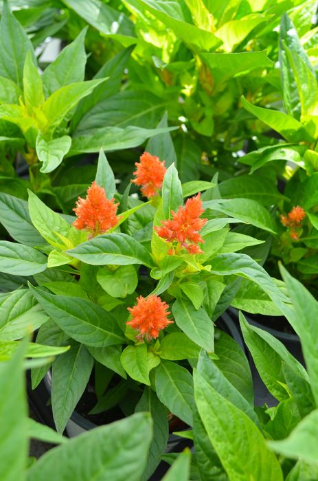 celosia kelos
