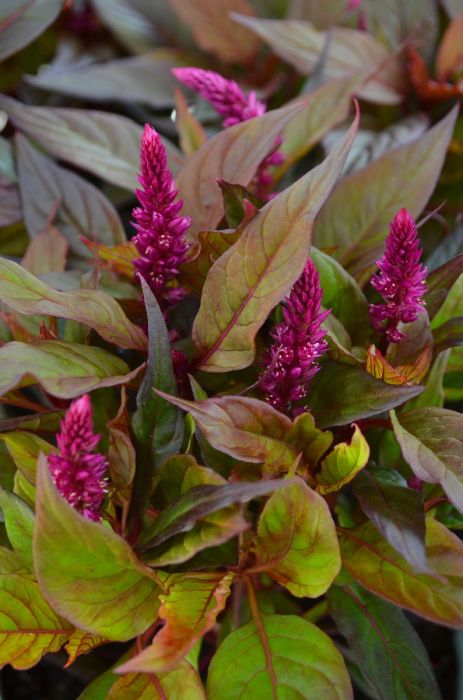 celosia kelos