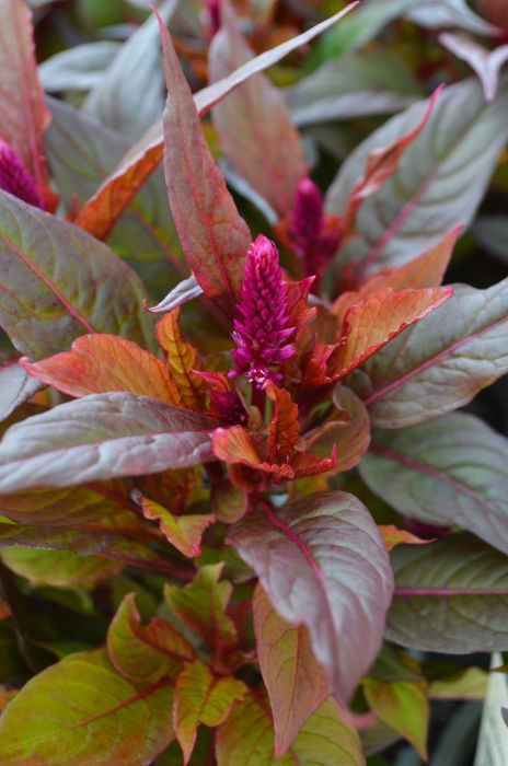 celosia kelos