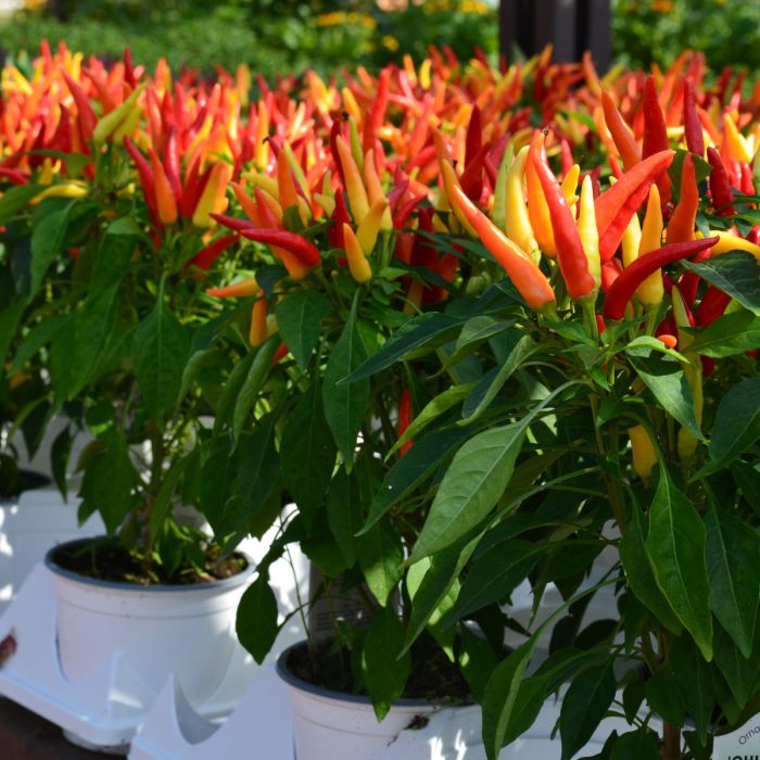 capsicum chilli pepper