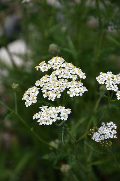 Achillea, Common Yarrow | Gertens Garden Center
