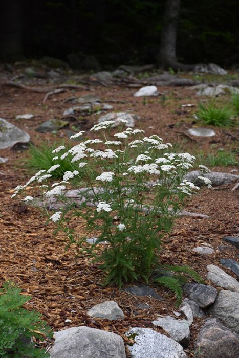 white yarrow native range