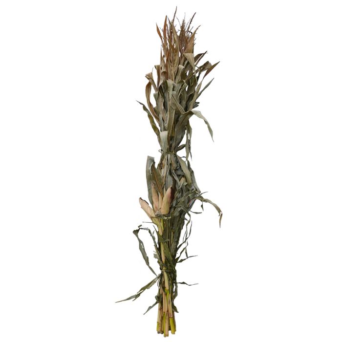 corn stalk bundle name