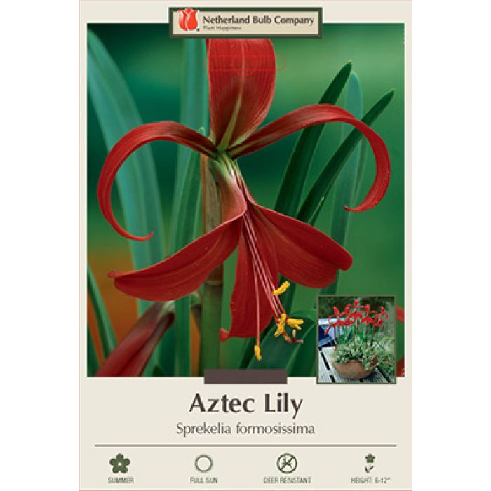 Sprekelia, Aztec Lily | Gertens Garden Center