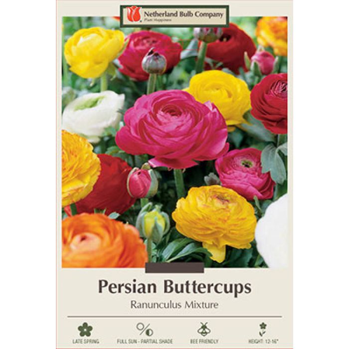 Ranunculus 'Persian Buttercup Mix' | Gertens Garden Center