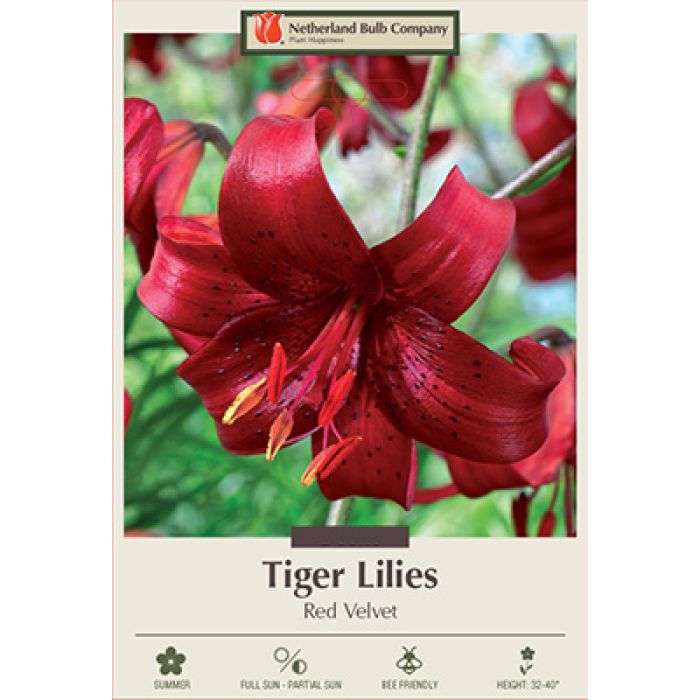 Lilium, Tiger Lily 'Red Velvet' | Gertens Garden Center