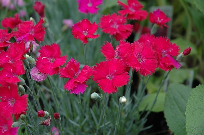 dianthus neon star