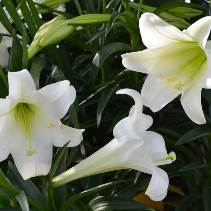 easter lily eastham