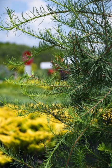 green larch