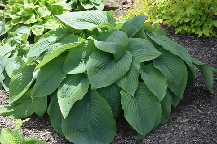 hosta uist