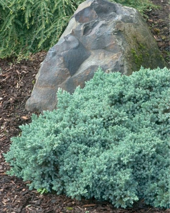 dwarf blue star juniper