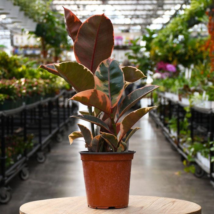 Ficus Ruby Belize | Gertens Garden Center