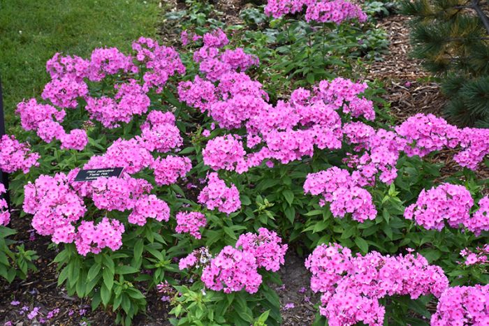 phlox pink