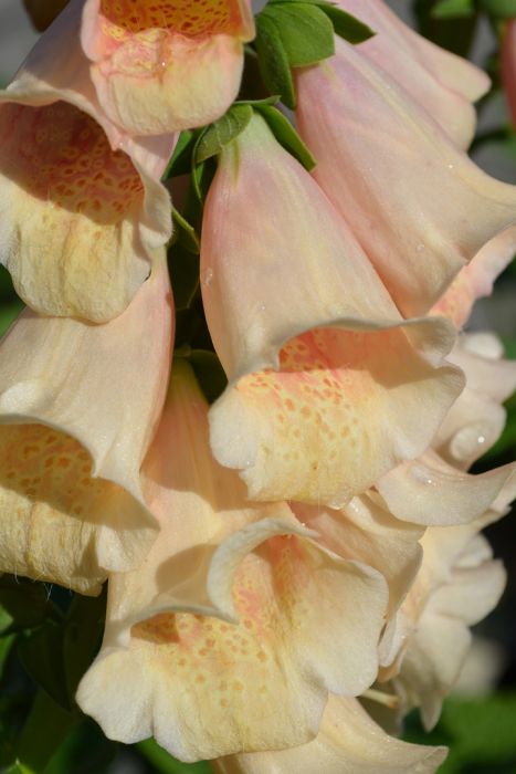 peach foxgloves