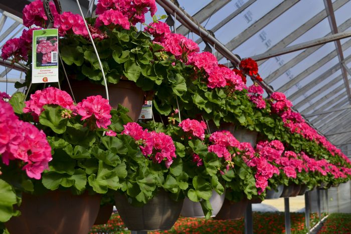 12.8"" Hanging Basket Geranium Americana Pink | Gertens Garden Center