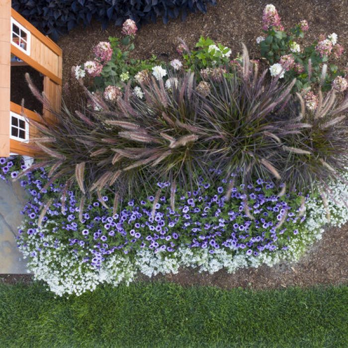 hydrangea light my fire