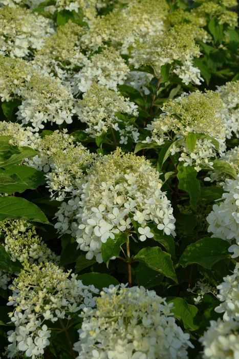 phantom hydrangea tree deer resistant