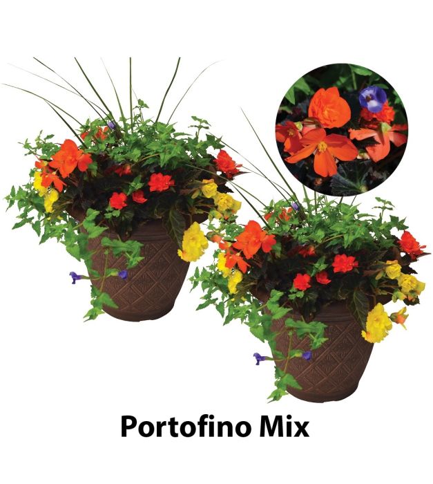 Begonia I'conia Portofino Mix | Gertens Garden Center