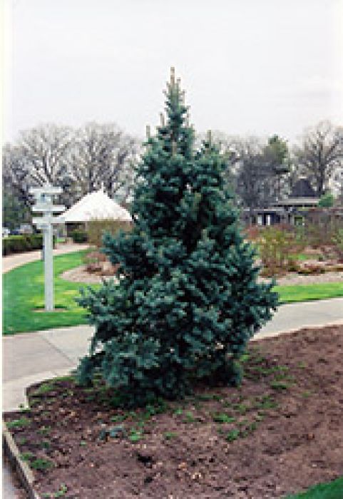 columnar blue spruce width