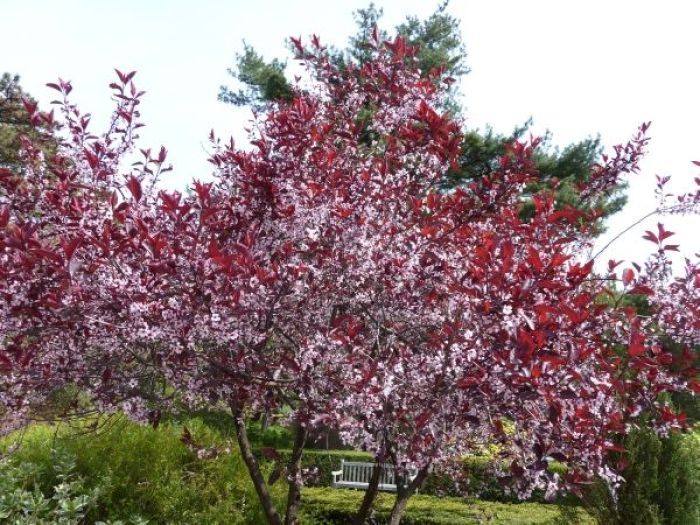 Sand cherry tree store