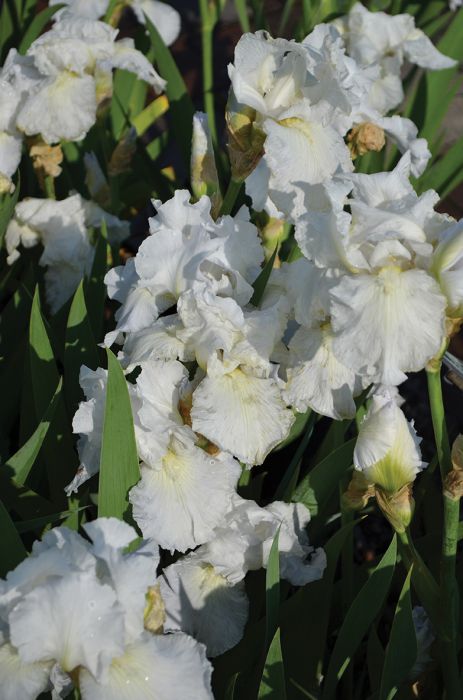 white bearded iris immortality