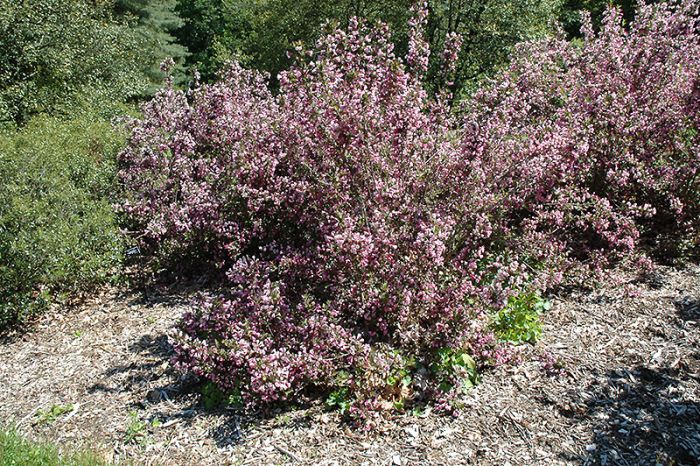 weigela java red size