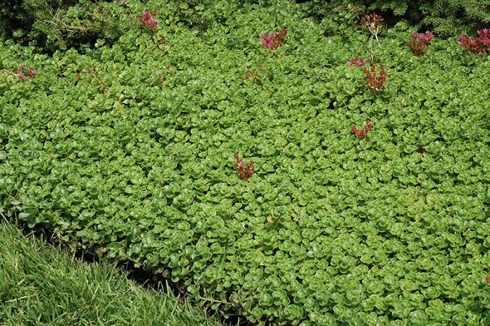 john creech sedum native range