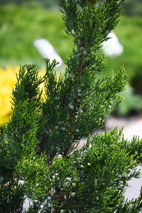 hetzi columnar juniper problems