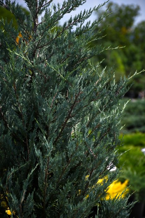 moonglow juniper tree