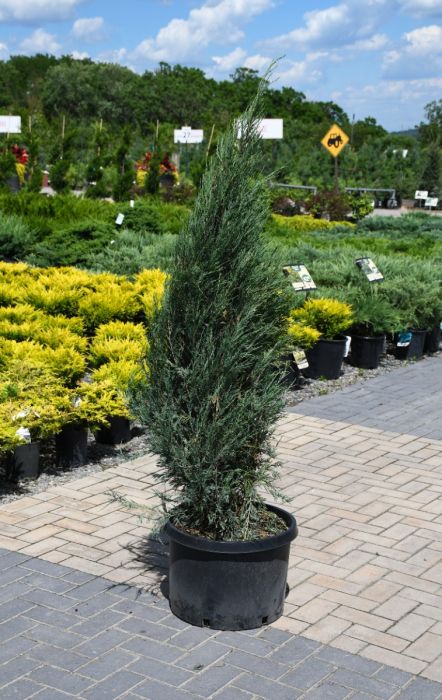 skyrocket juniper size