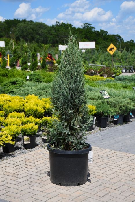 skyrocket blue juniper tree