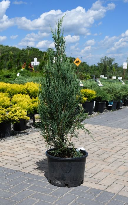 skyrocket blue juniper tree