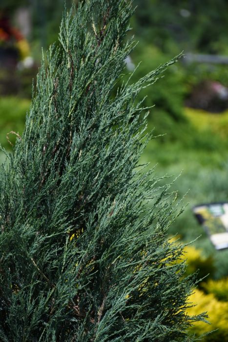 blue rocket juniper size