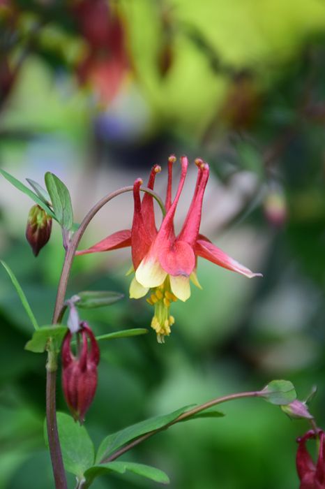 Aquilegia, American Columbine 'Minnesota Native' | Gertens Garden Center