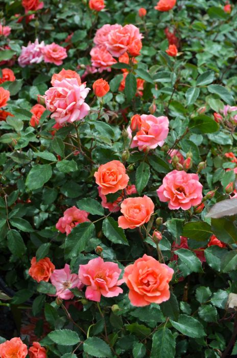 multi colored knockout roses