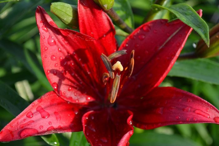 tiny ghost asiatic lily care