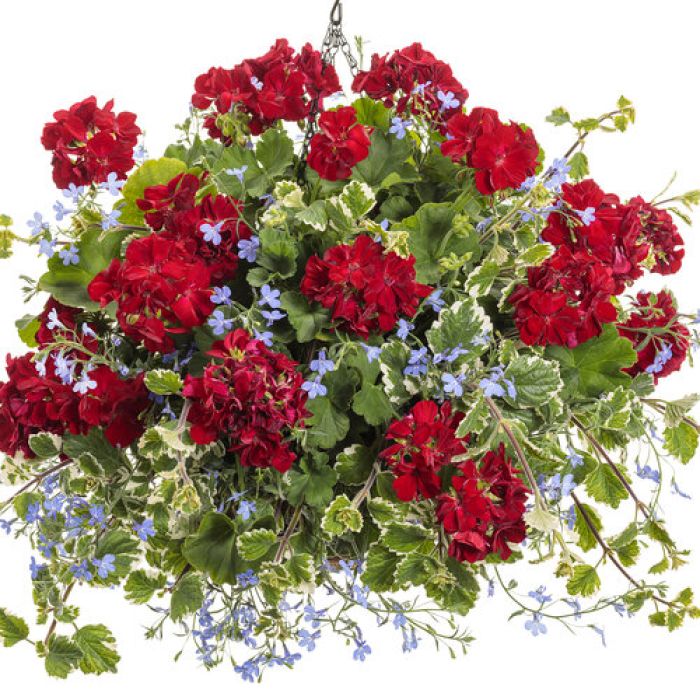 lobelia flower basket