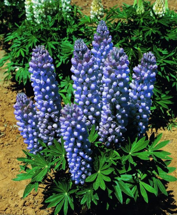 lupinus nanus pixie blue