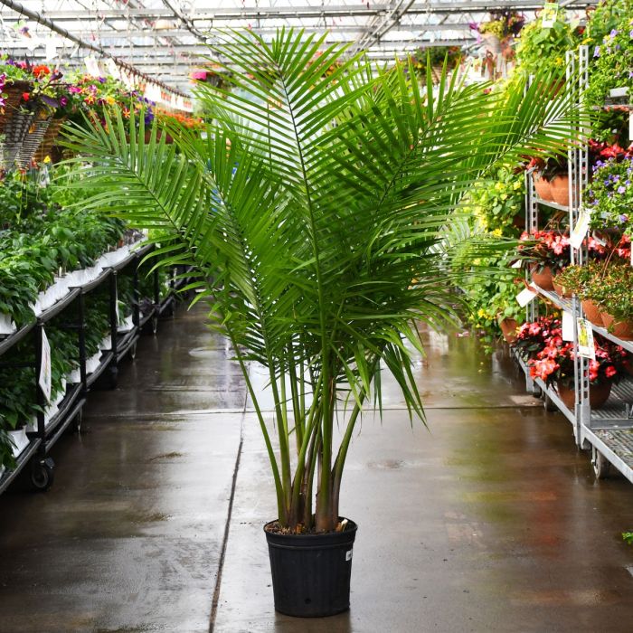 Ravenea Rivularis, Majesty Palm | Gertens Garden Center