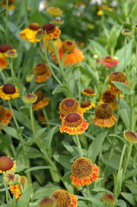 sneezeweed pruning
