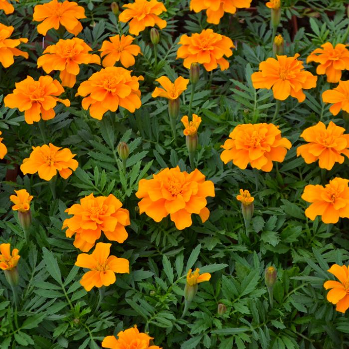 Marigold French Durango Orange | Gertens Garden Center